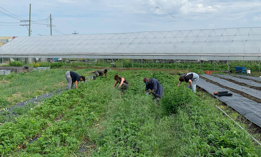 Keep Growing Detroit Farm - Vacant Land Project Example | Center for ...