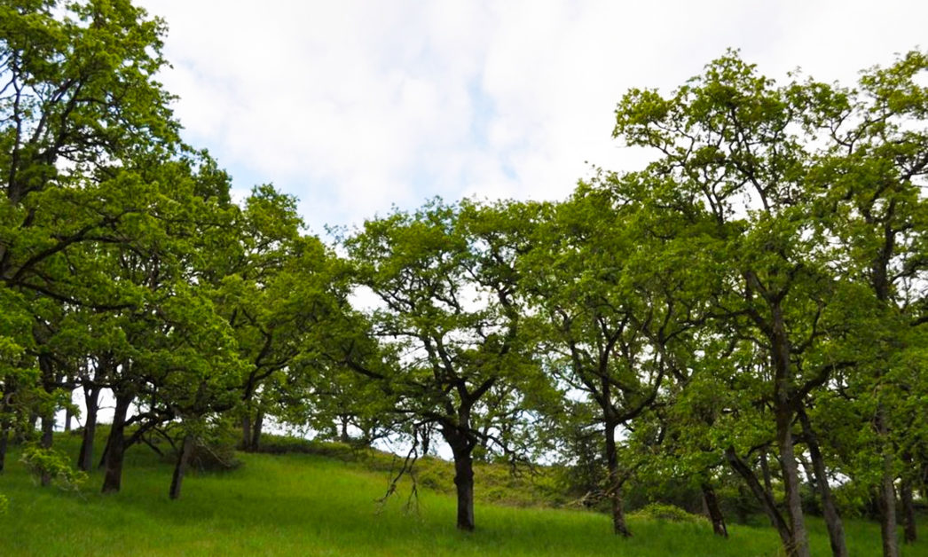 White Oak Savanna | Center for Community Progress